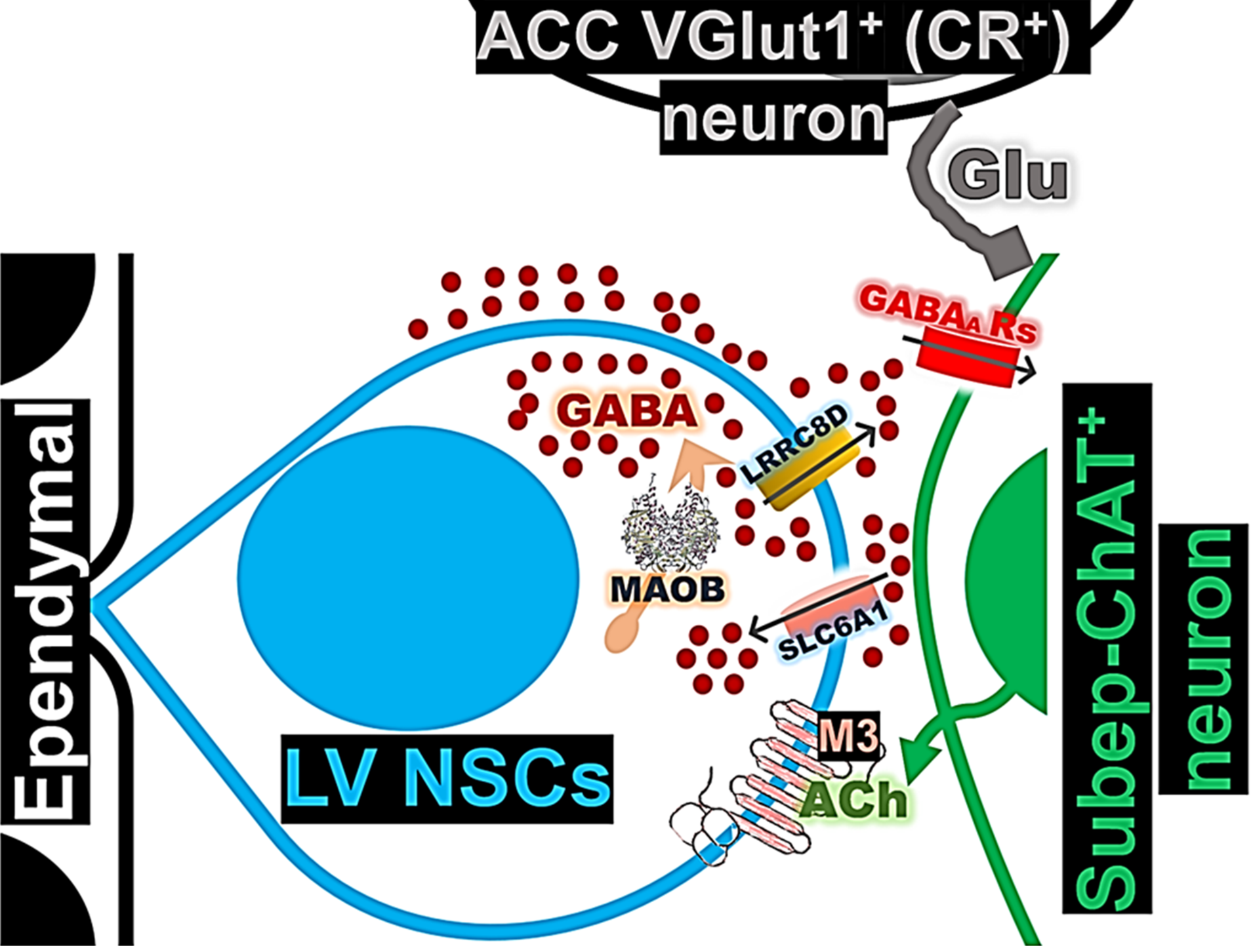Lateral Ventricular Neural Stem Cells (LV NSCs) Regulate Neural ...