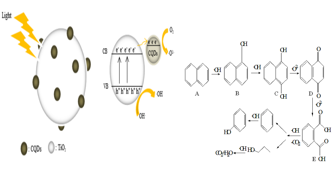 Visible Light Up-conversion of Bio-Carbon Quantum-Dot-Decorated TiO2 ...