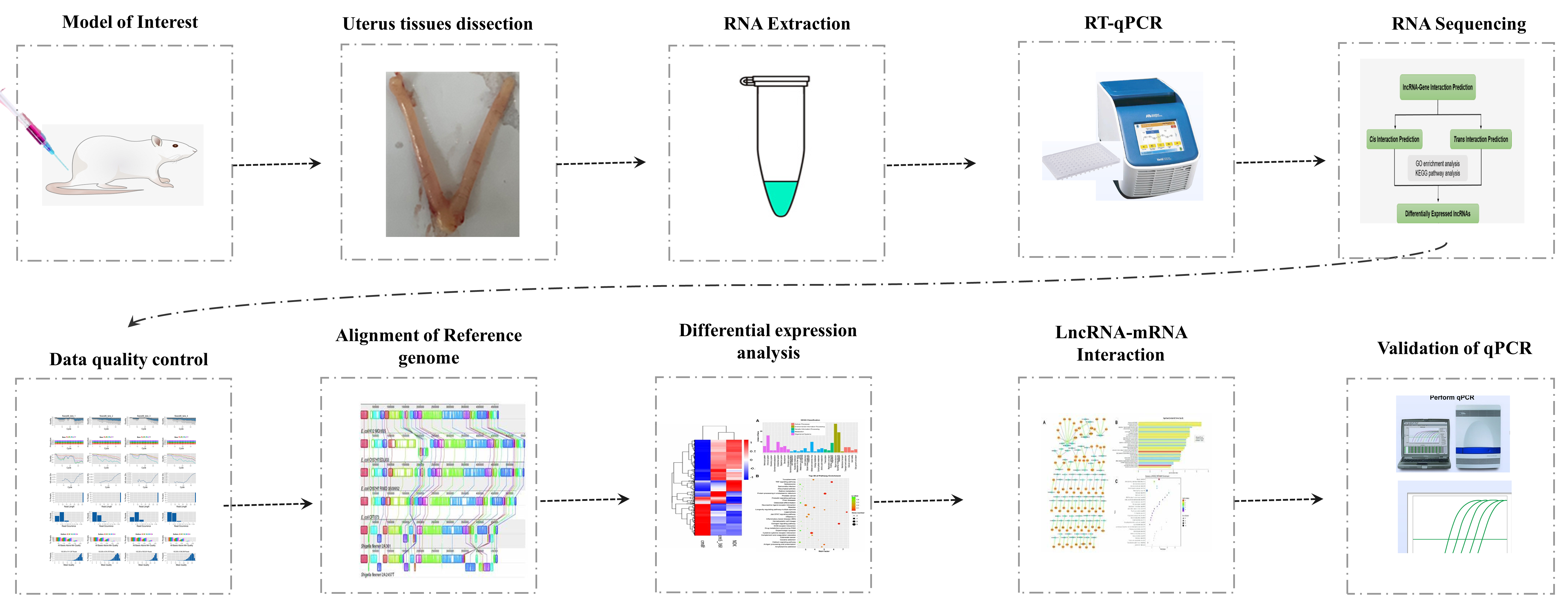 Comparative Transcriptional Analysis of Long Noncoding RNAs in ...