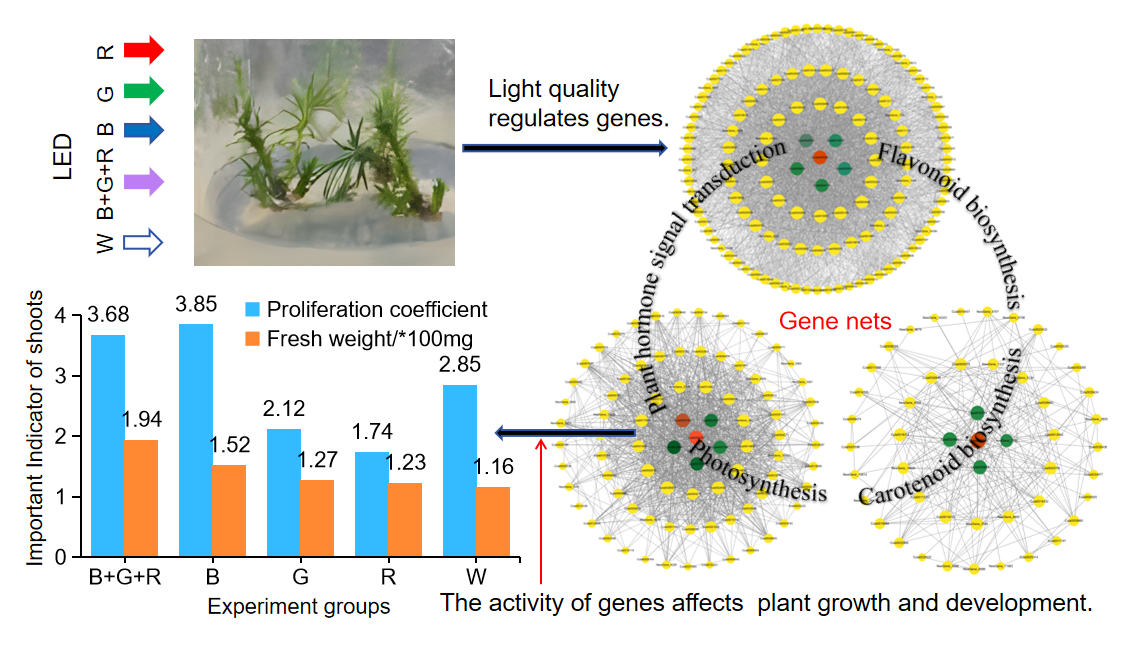 Integrative Analysis of Transcriptome and Metabolome Reveals the Light ...